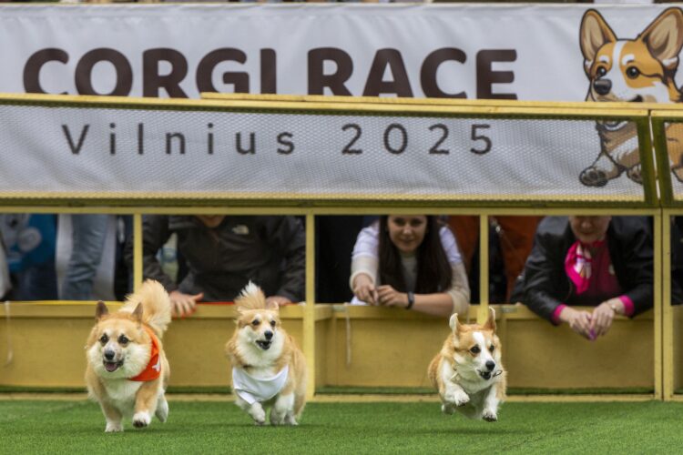 Little legs, big dreams: More than 100 teams compete in Lithuania’s ...